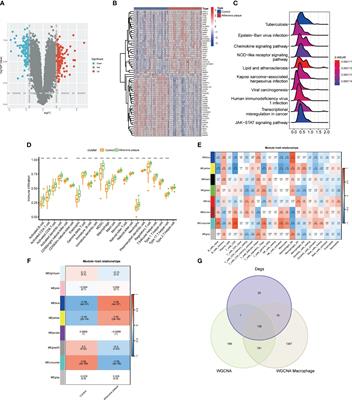 Frontiers | Integrating machine learning algorithms and single-cell analysis to identify gut ...